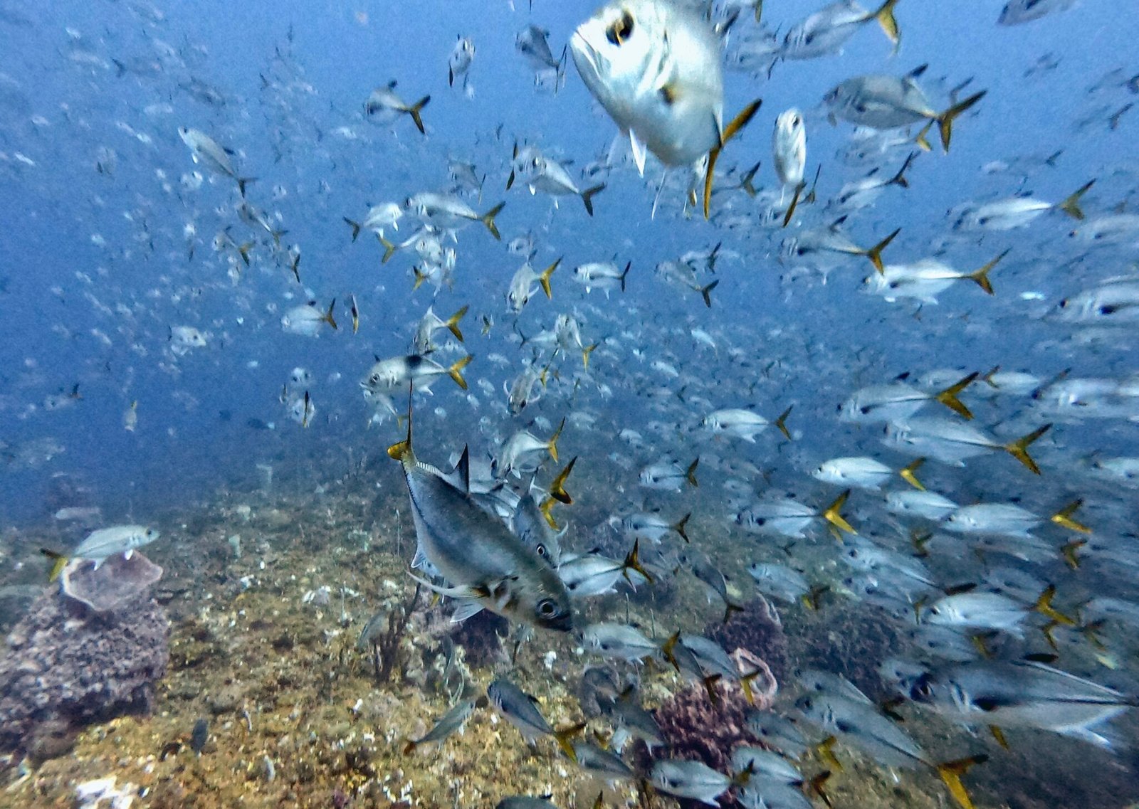 About Mar Fish - Mar Fish